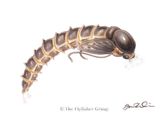 Colorado Fly Fishing Reports